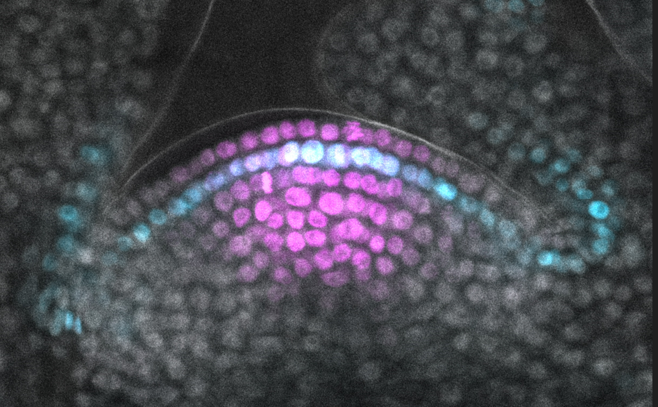 Decoding Stem Cell Dynamics In Plant Growth And Evolution 3459